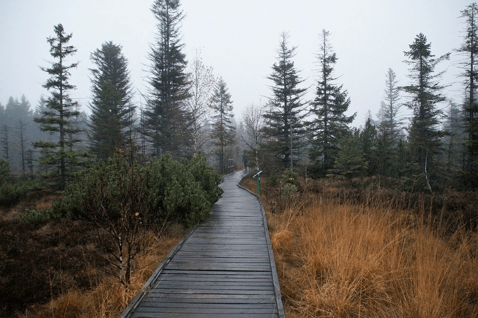 Torfowisko Tarnawa | Torfowisko w Tarnawie bilety