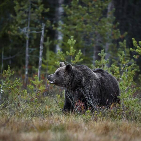 Zwierzęta Bieszczady. Jakie zwierzęta żyją w Bieszczadach?