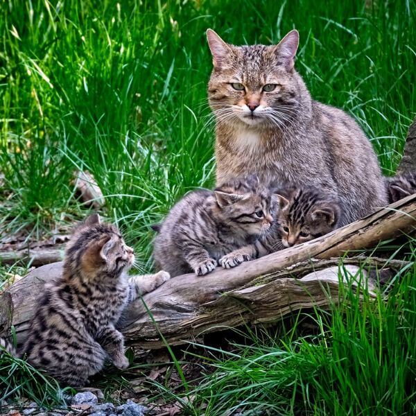 Zwierzęta Bieszczady. Jakie zwierzęta żyją w Bieszczadach?